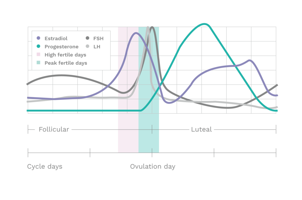 The Ovulation Process: It Doesn't Just Happen Randomly